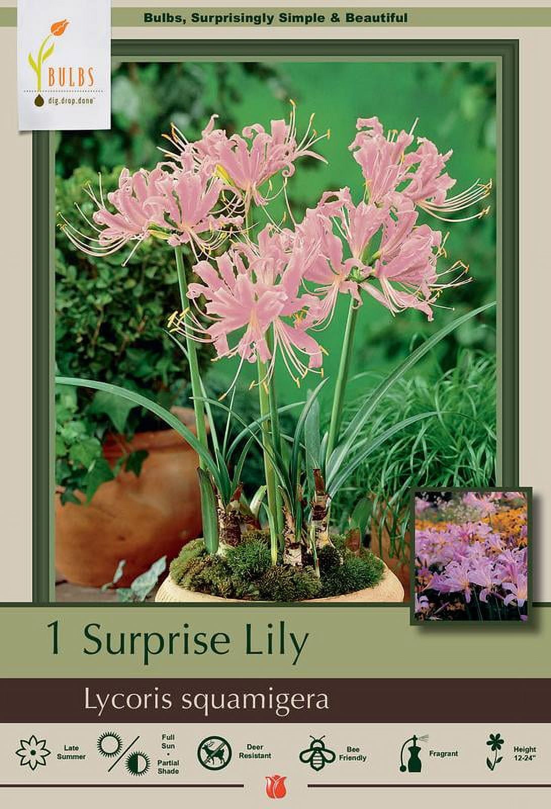 Pink Surprise Lily Bulb- Lycoris squamigera- Fall Blooming-10/12cm ...
