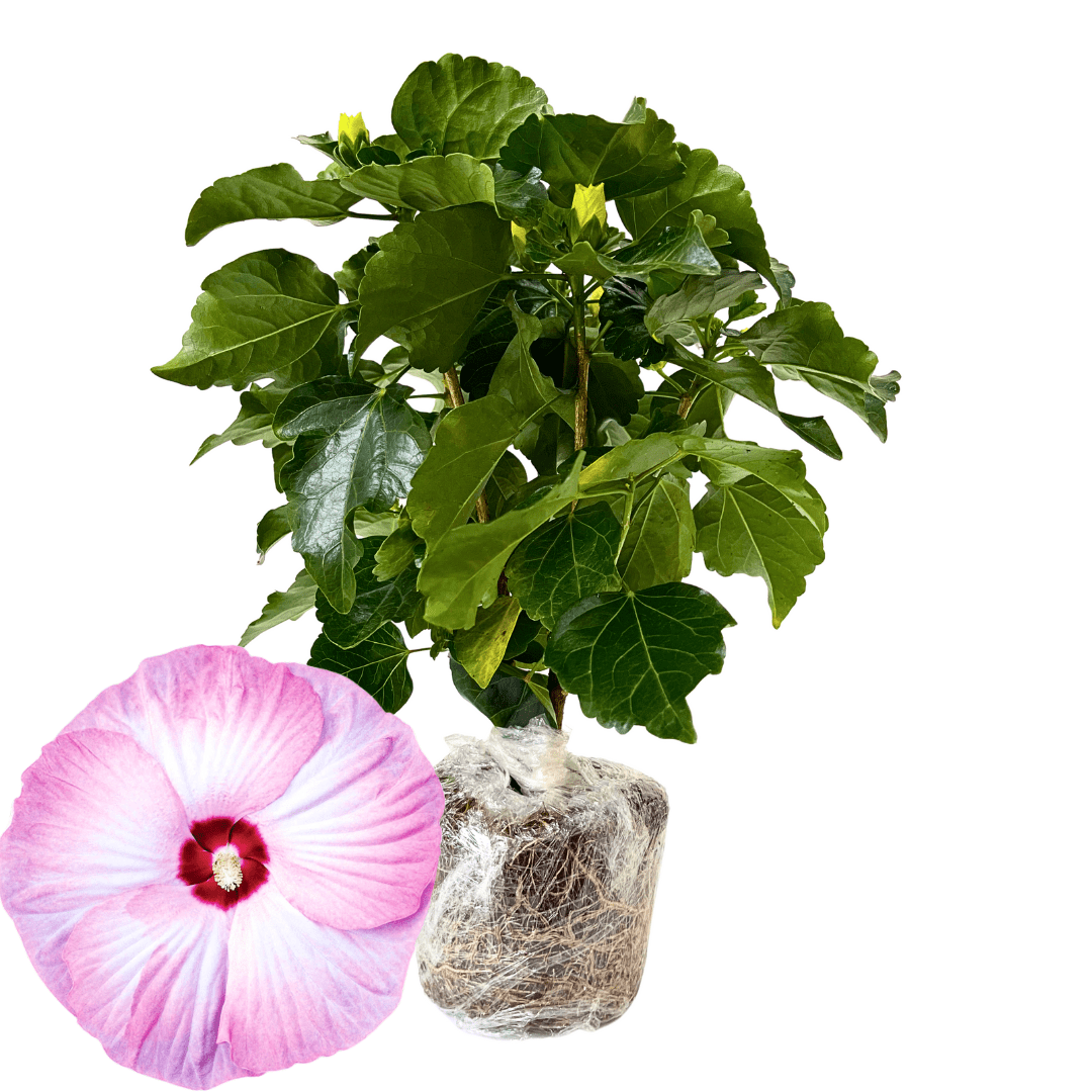 Pink Swirl Hibiscus Plant Live, Hardy Hibiscus Plants Live, 7 to 10 ...