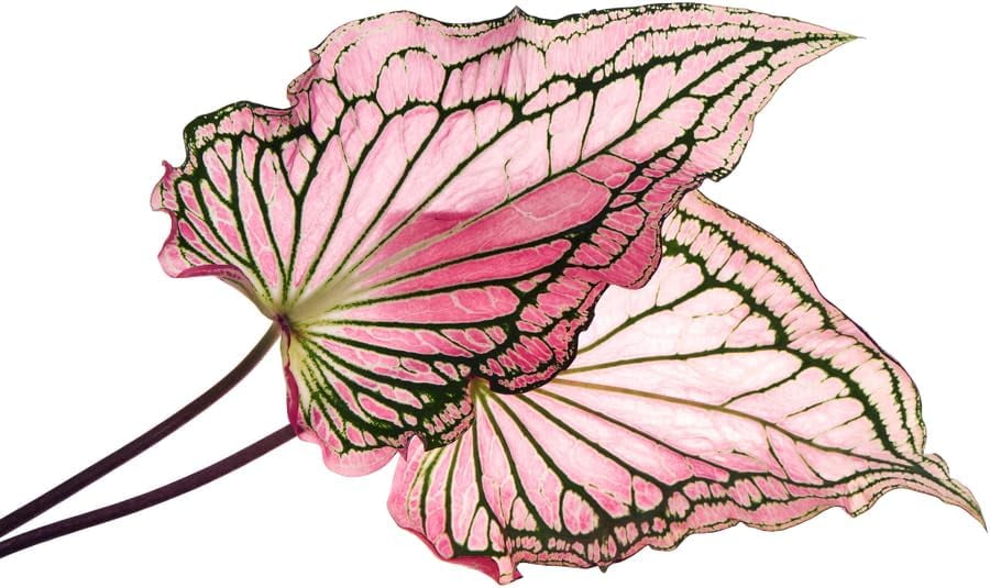 Pink Symphony Caladium Plant Bulbs (6 Count), Perennial - Walmart.com