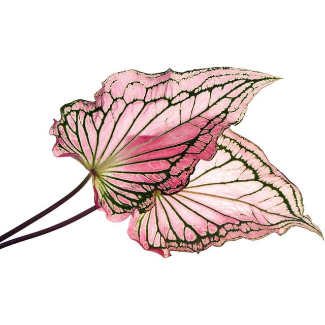 Pink Symphony Caladium Plant Bulbs (6 Count), Perennial - Walmart.com
