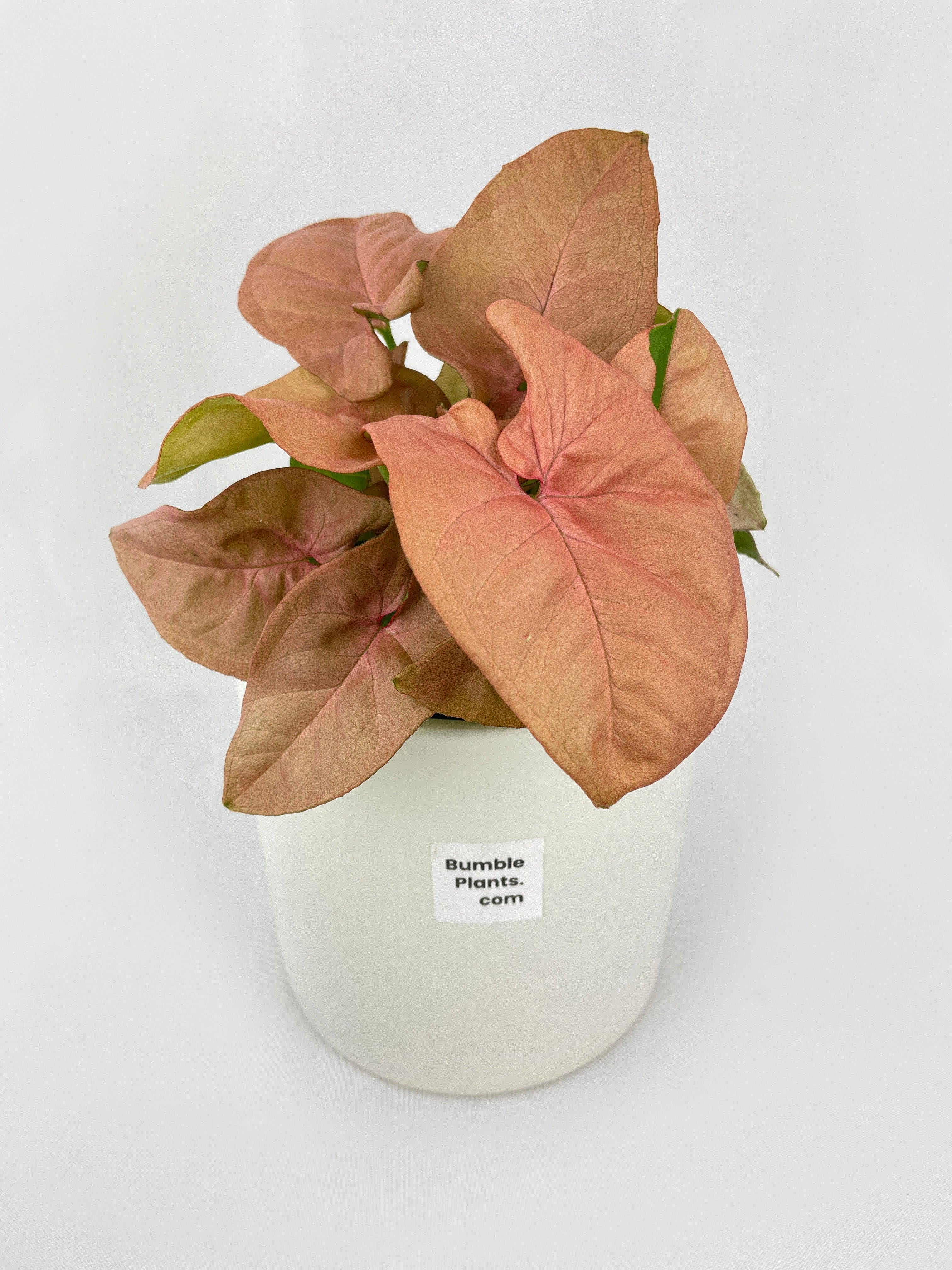Bumble Plants Syngonium Strawberry Pink 'Neon Robusta' - Full Live ...