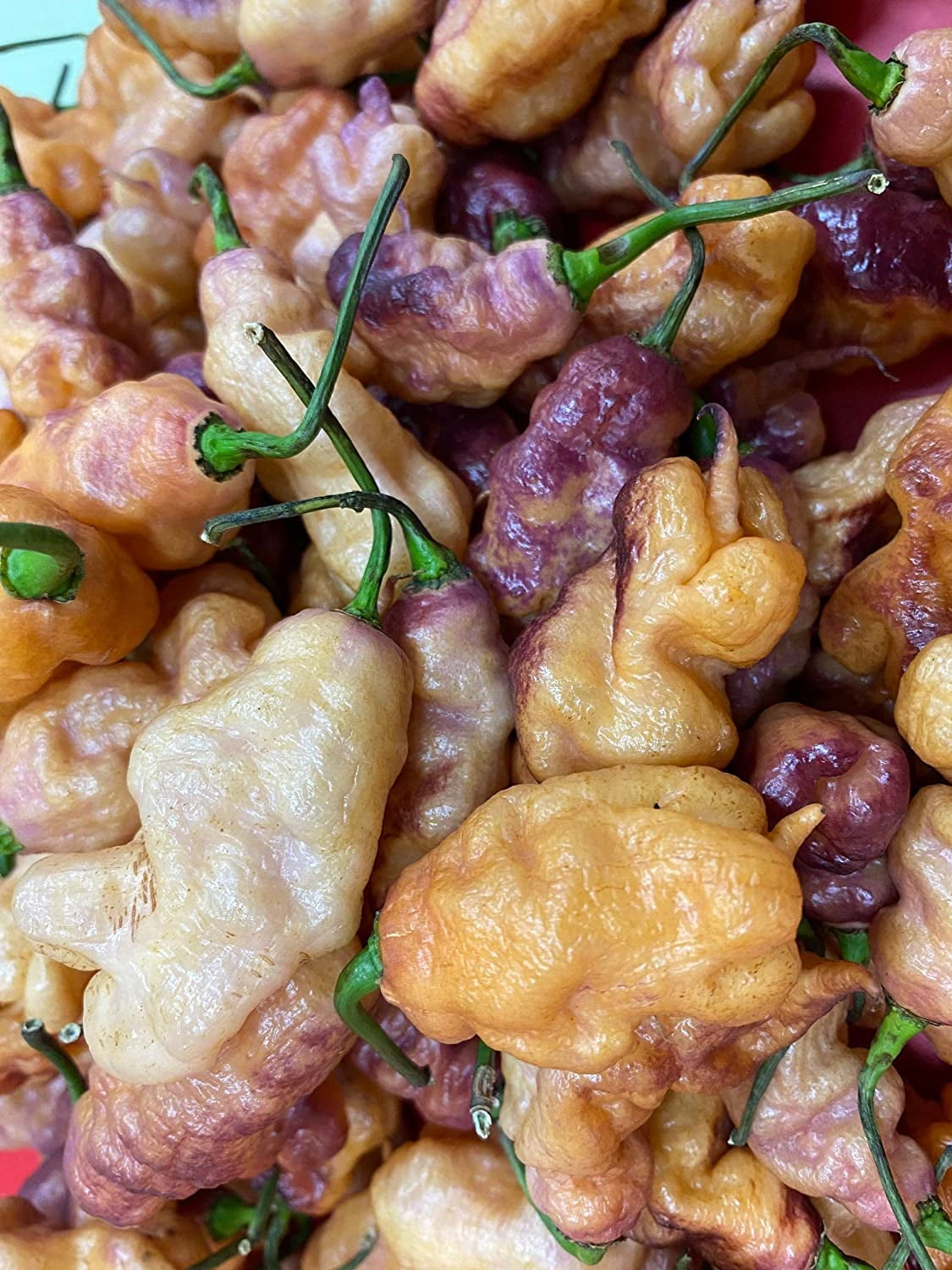 Pink Tiger x Carolina Reaper Hybrid Premium Seeds Packet - Walmart.com