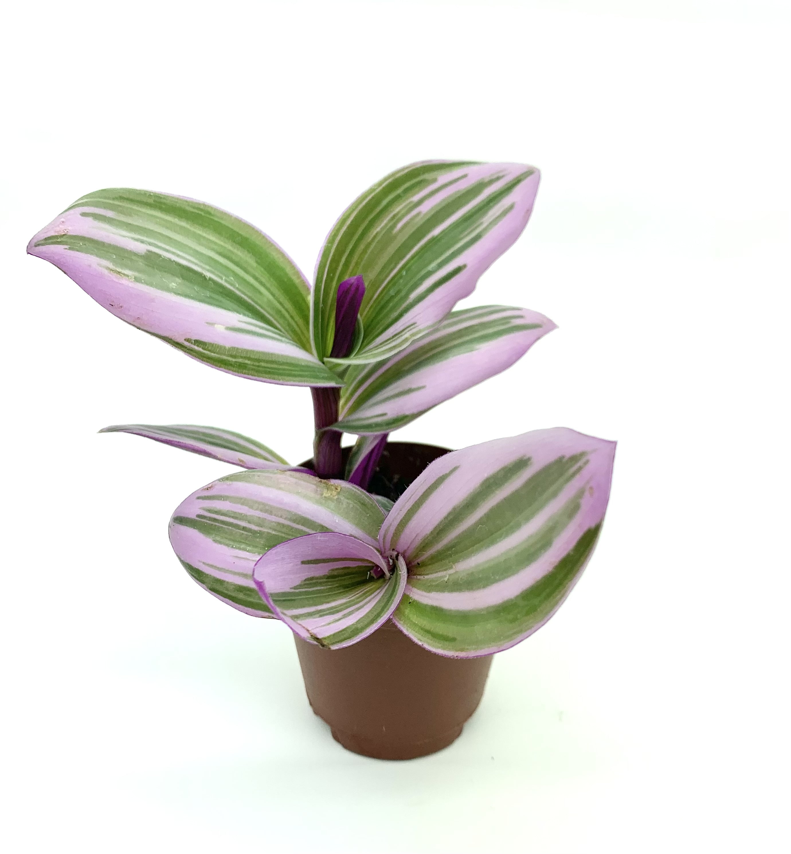 Pink Tradescantia Nanouk Small Houseplants, 2" Pot - Walmart.com