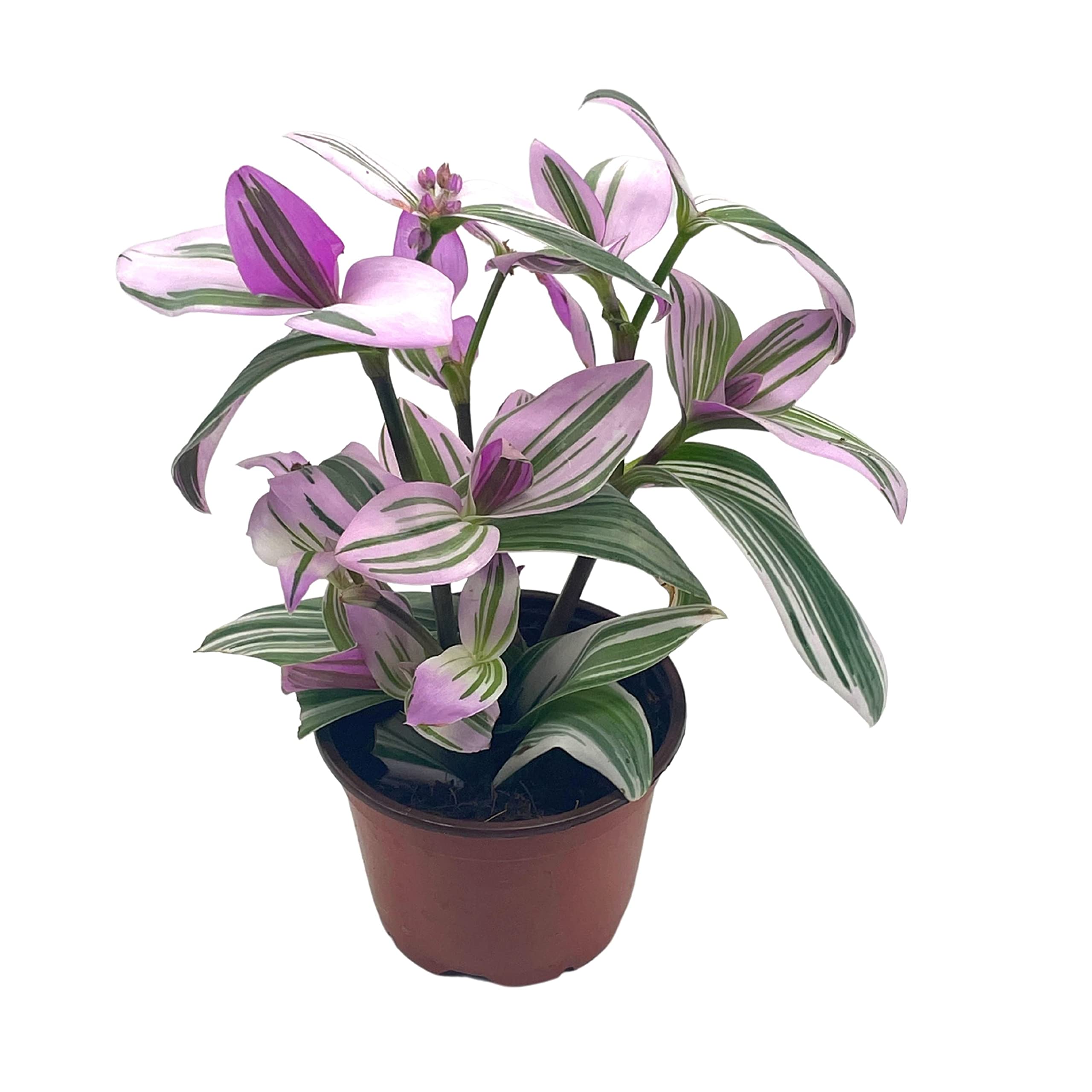 BubbleBlooms Pink Tradescantia Nanouk, Live Indoor Wandering Jew Mini ...