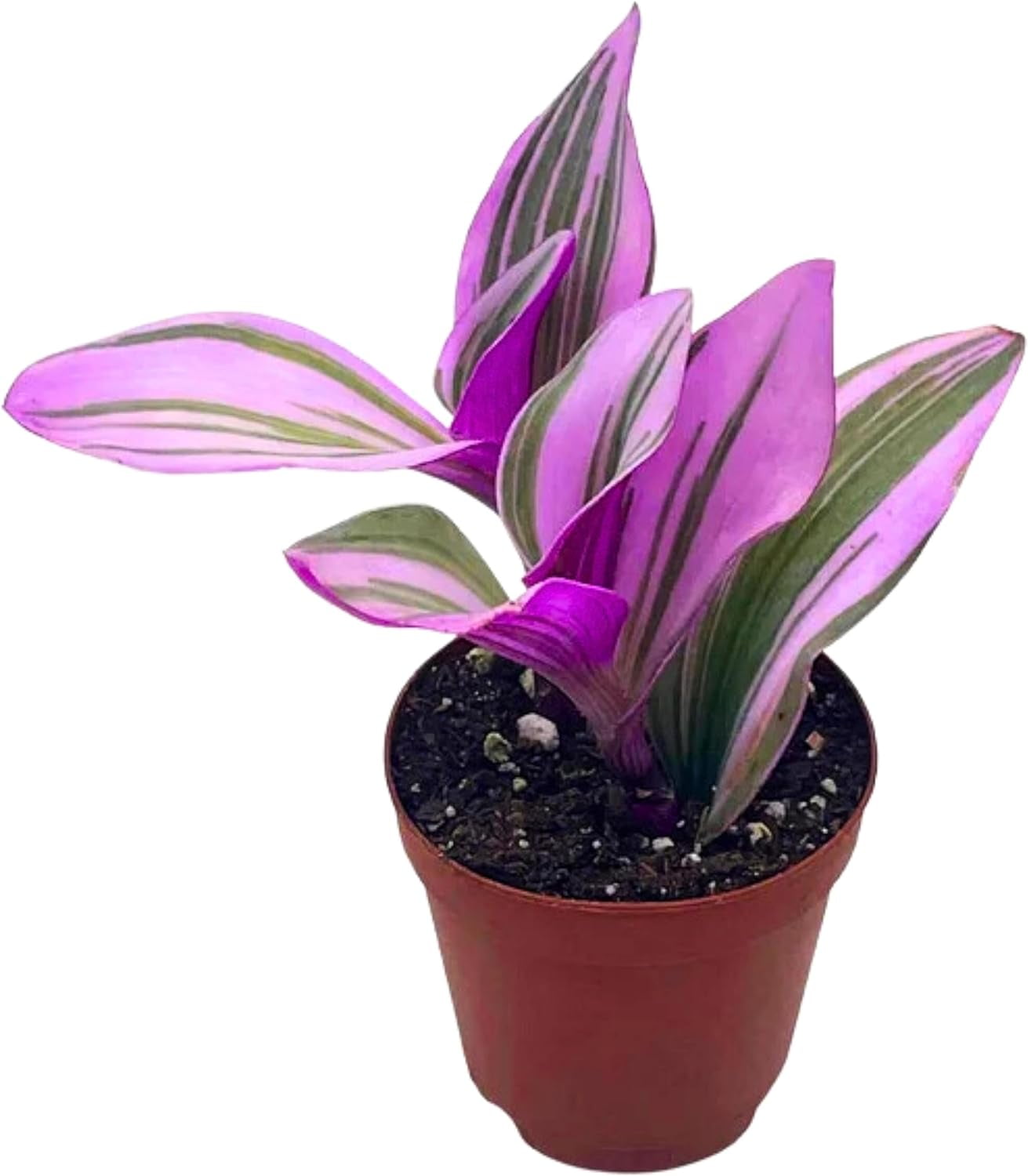 Pink Tradescantia Nanouk, Variegated Wandering Jew, Rare 2 inch Tiny ...