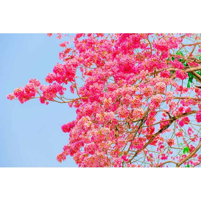 CZ Grain 30 Seeds Pink Trumpet Tree, Outdoor/Bonsai Specimen - Walmart.com