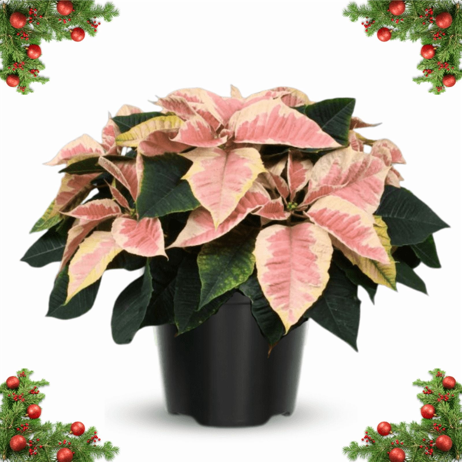 Pink Variegated Poinsettia Plant Live, Poinsettia for Christmas Flower ...