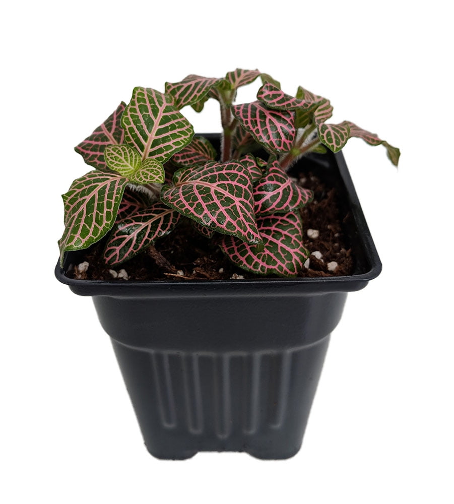 Pink Veined Nerve Plant - Fittonia - Easy House Plant - 4" Pot ...
