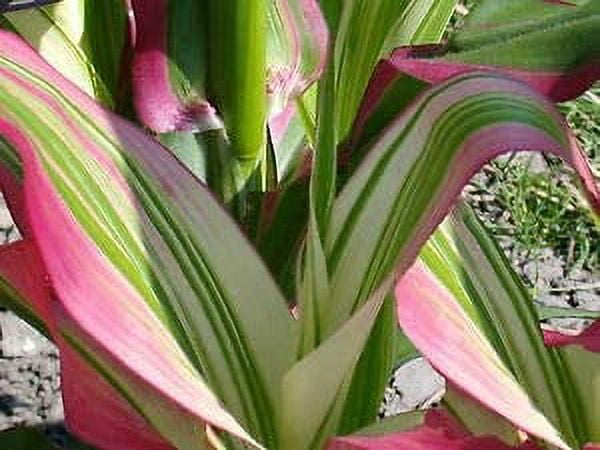 Pink Zebra Corn (Pack of 10 Seeds) - Non-GMO - Rare and Hard to Find ...