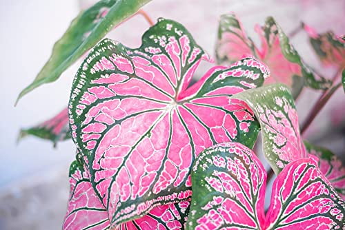 CZ Grain Pink and Green Caladium Plant Bulbs - Walmart.com