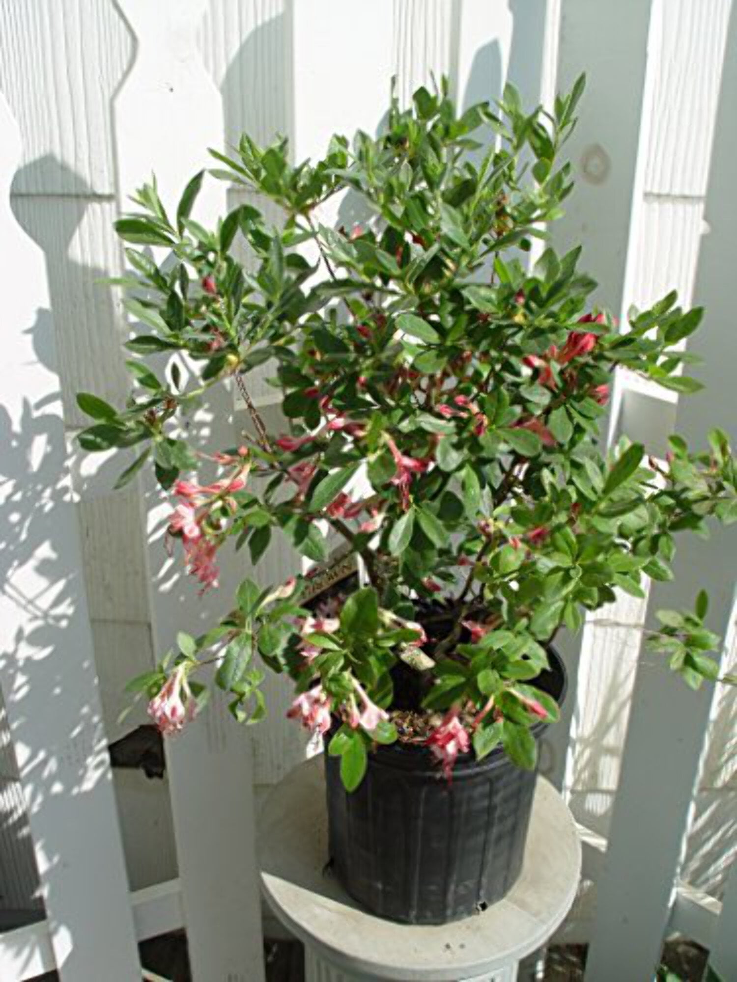 Pink and Sweet Swamp Azalea - Walmart.com