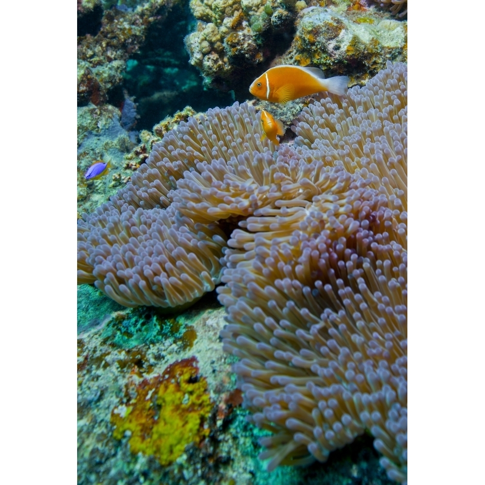 Pink anemonefish guard their anemone on a coral reef Fiji Poster Print ...