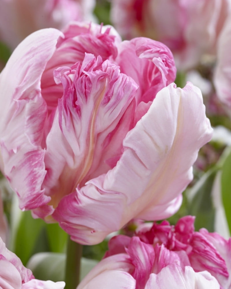 Pinkvision Parrot Tulip 10 Bulbs - EXOTIC & NEW - 12/+ cm Bulbs ...