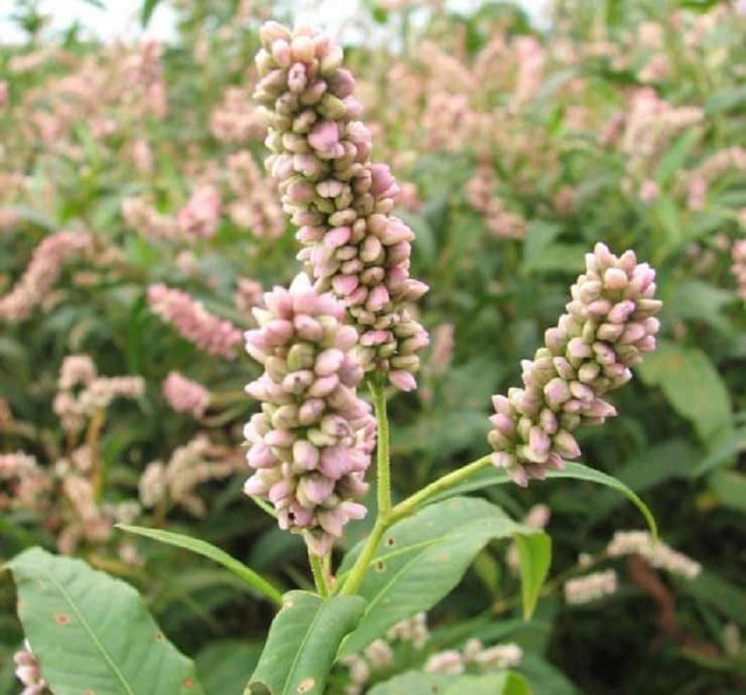 Pinkweed Seeds for Planting (50 Seeds), Smartweed - Persicaria ...