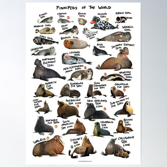 Pinnipeds Of The World Poster Wall Art, Modern Wall Decor For Living ...