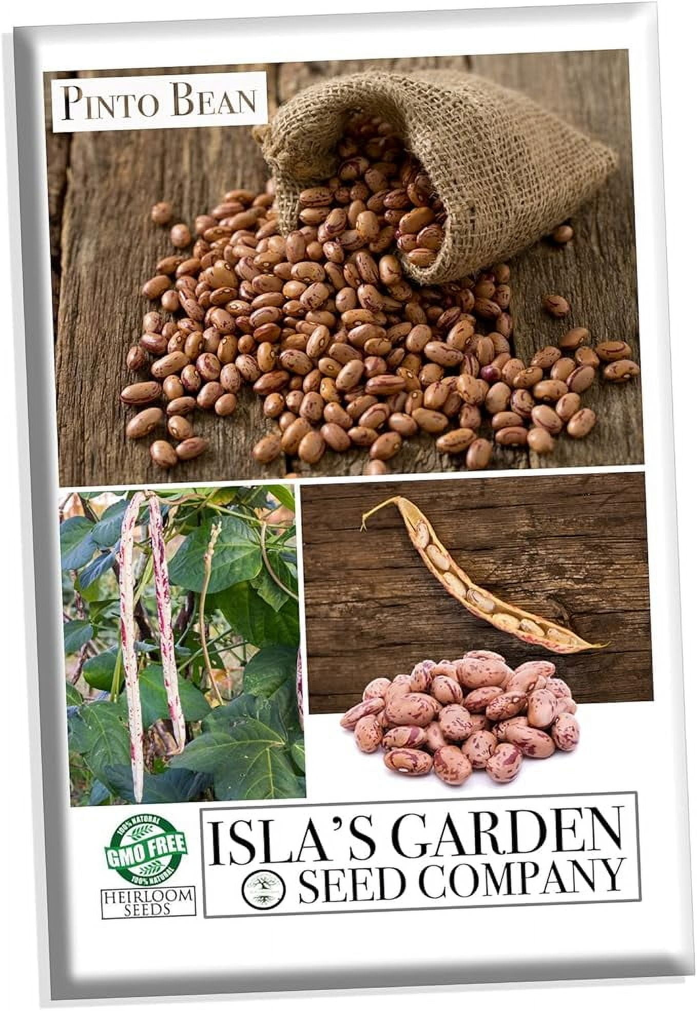 Pinto Bean Plant Seeds, 50 Heirloom Seeds Per Packet, Non GMO Seeds ...