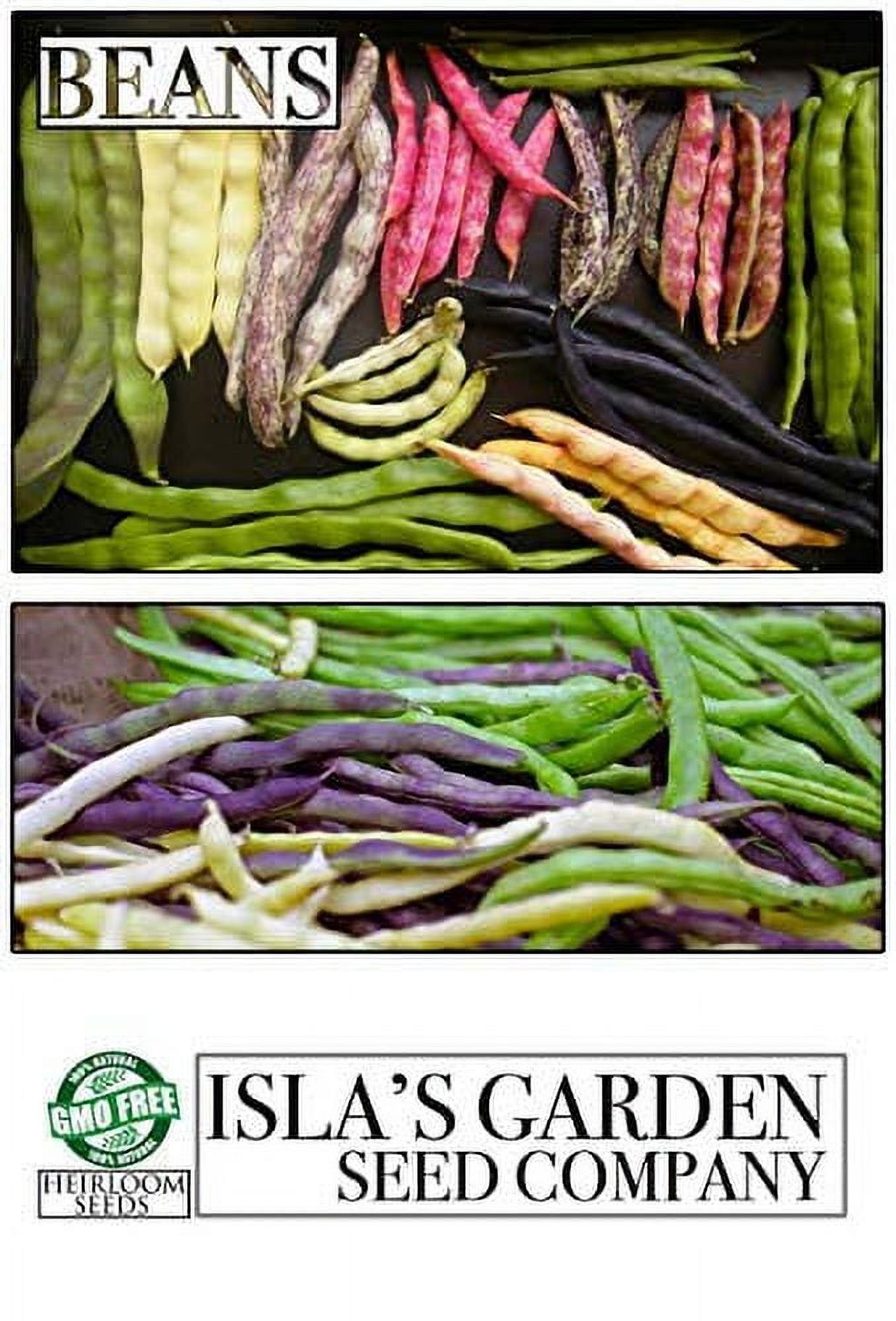 Pinto Bean Plant Seeds, 50 Heirloom Seeds Per Packet, Non GMO Seeds ...