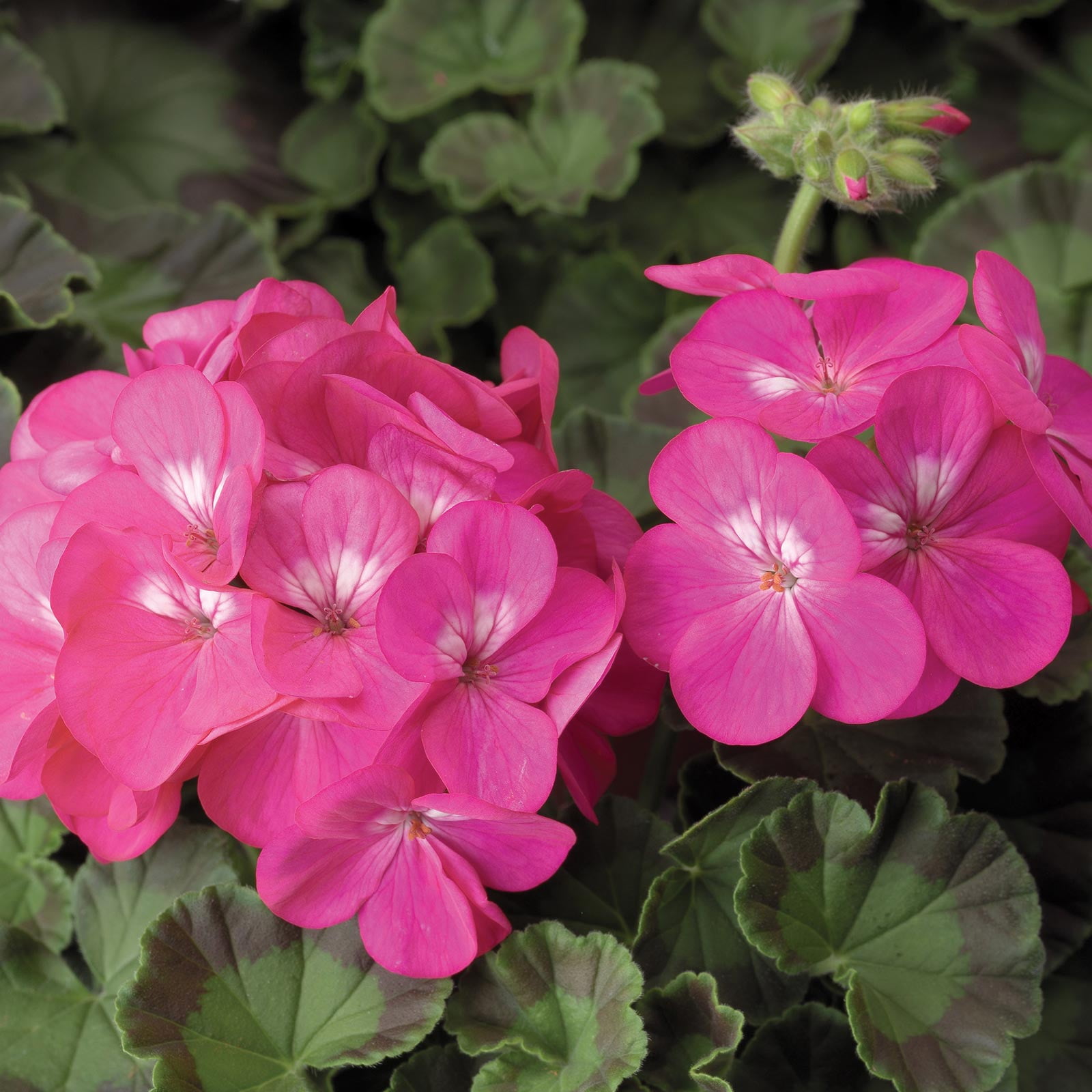 Pinto Premium F1 Series Geranium Flower Garden Seeds - Deep Rose - 100 ...