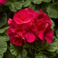 Pinto Premium F1 Series Geranium Flower Garden Seeds - Violet - 100 ...