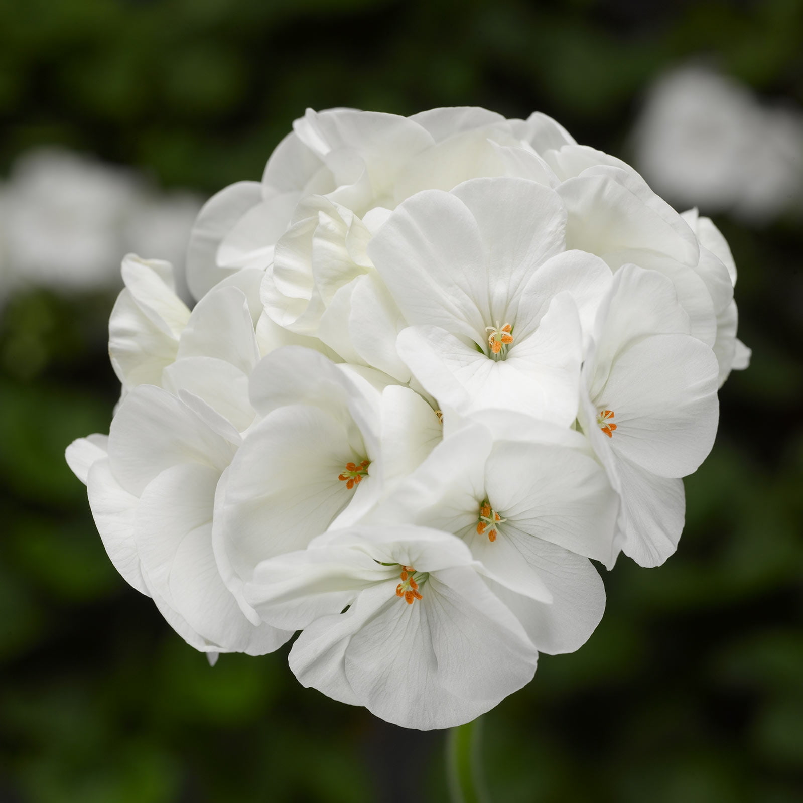 Pinto Premium F1 Series Geranium Flower Garden Seeds - White - 100 ...