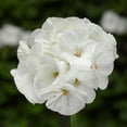 Pinto Premium F1 Series Geranium Flower Garden Seeds - White - 100 ...
