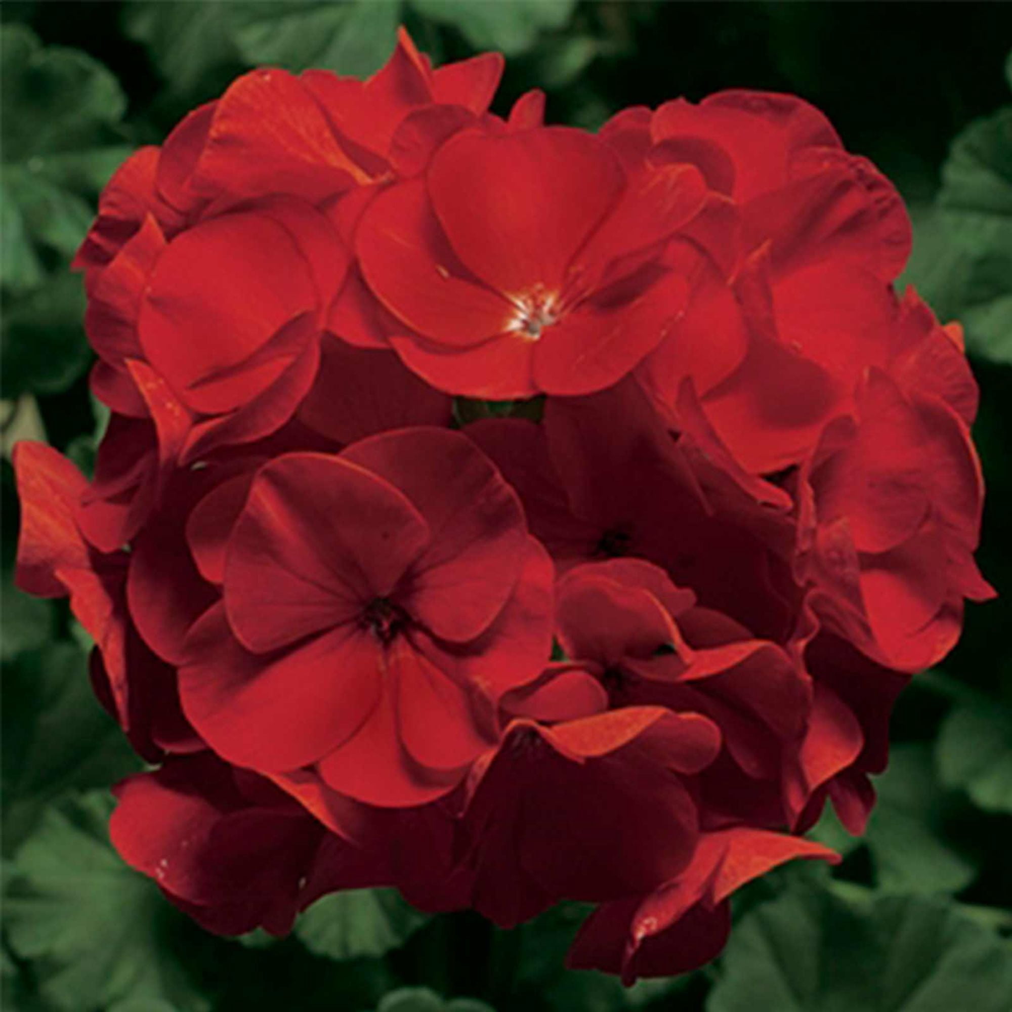 Pinto Premium Series Geranium Deep Red ~ 10 Seeds – Pelargonium x ...
