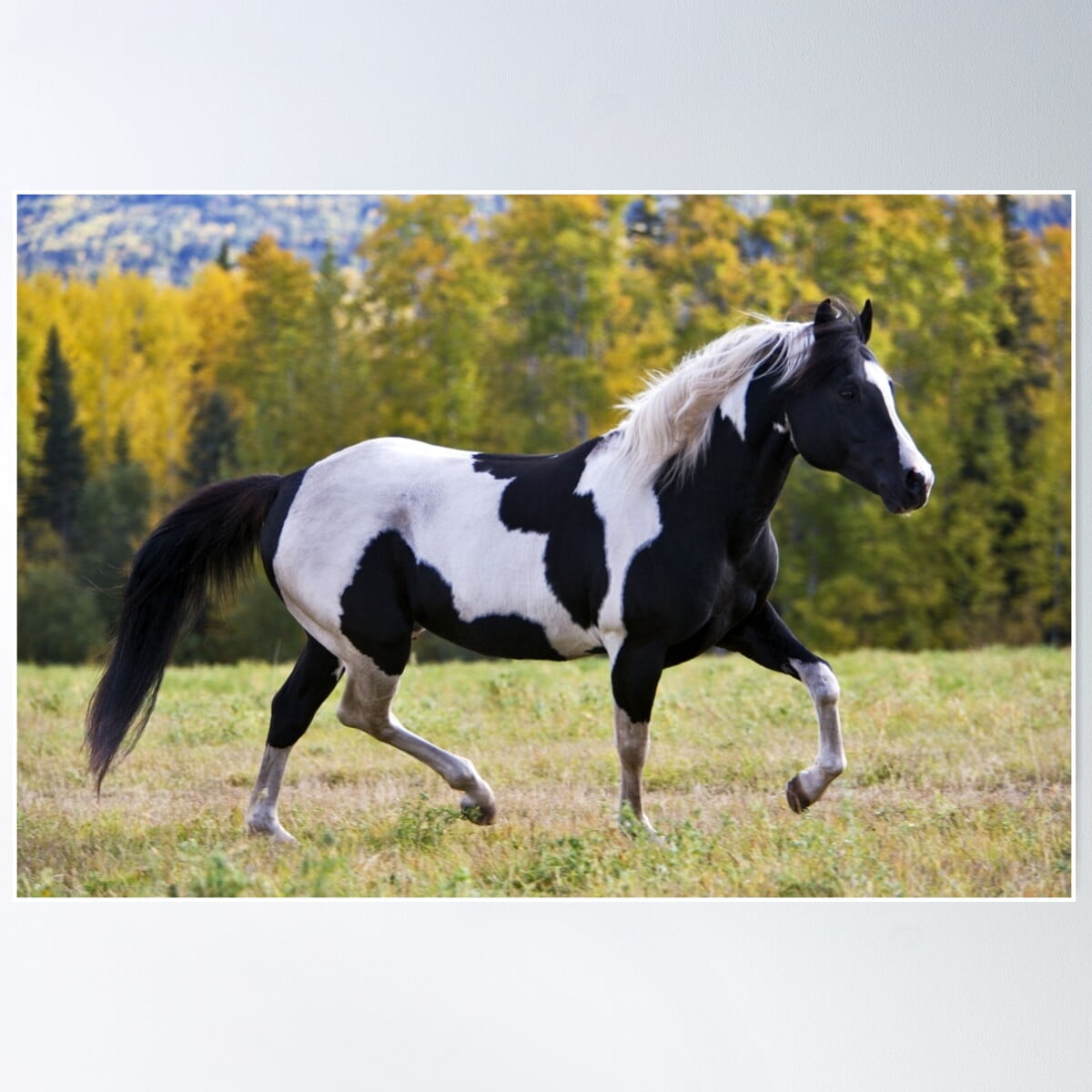 Pinto Stallion Running Poster Wall Art, Modern Wall Decor For Living ...