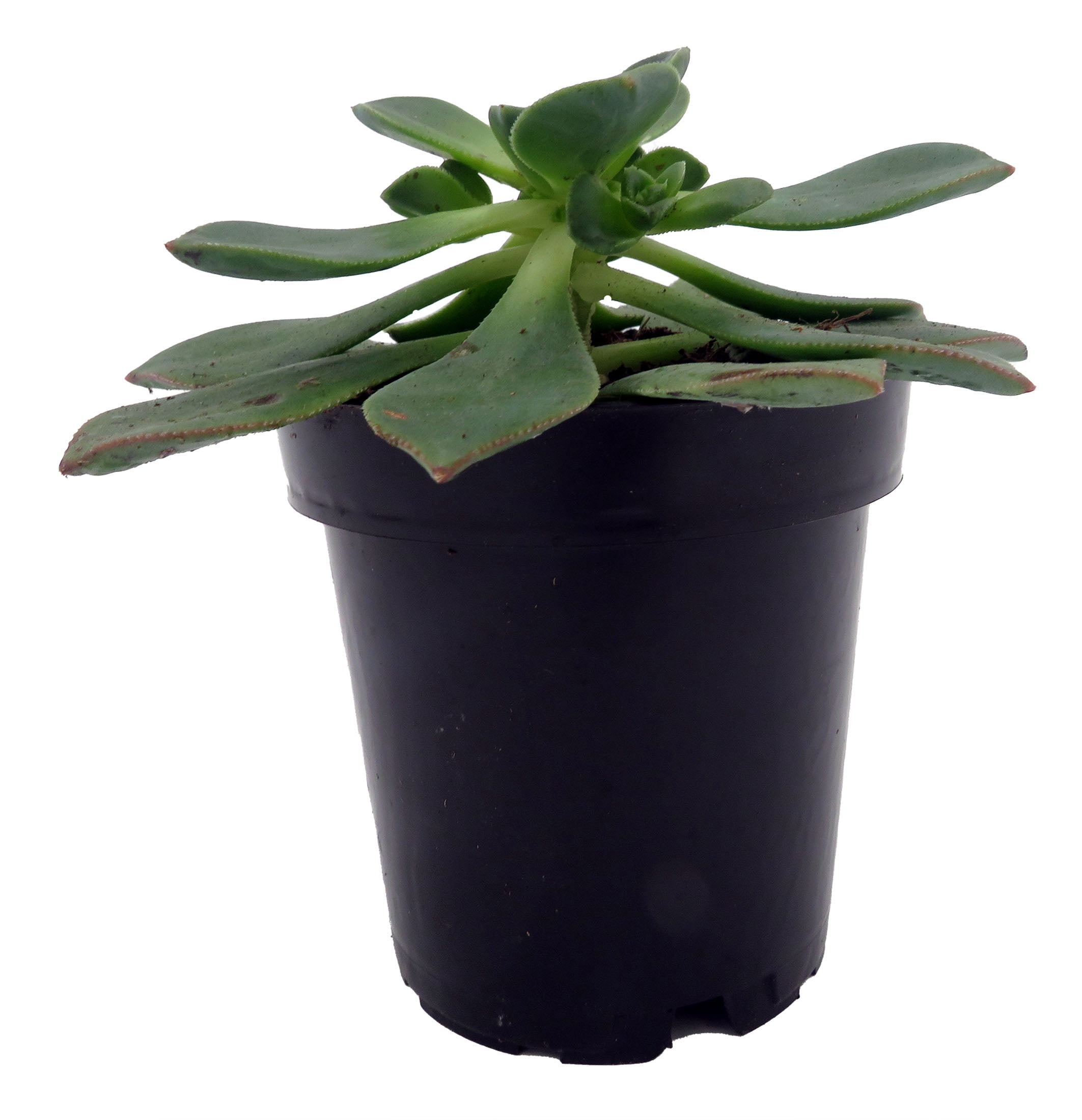 Pinwheel Succulent - Aeonium - House Plant - 3.5" Pot - Walmart.com