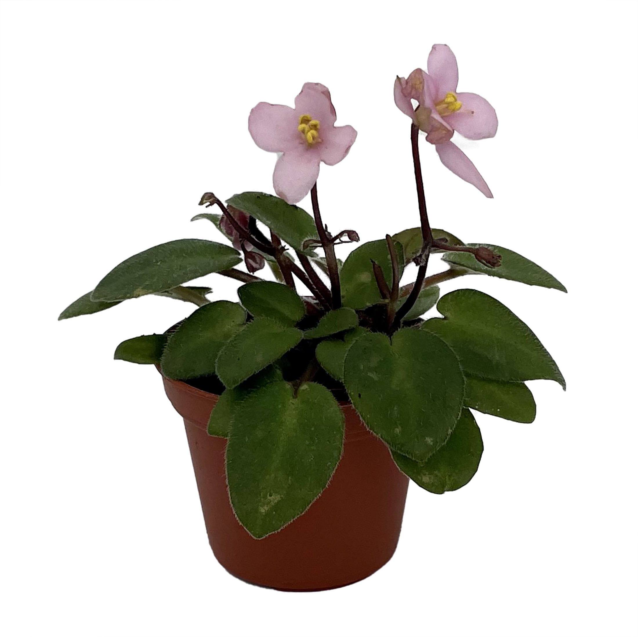 Pip Squeak Micro Miniature African Violet - 2" Pot - Violet Collector's ...