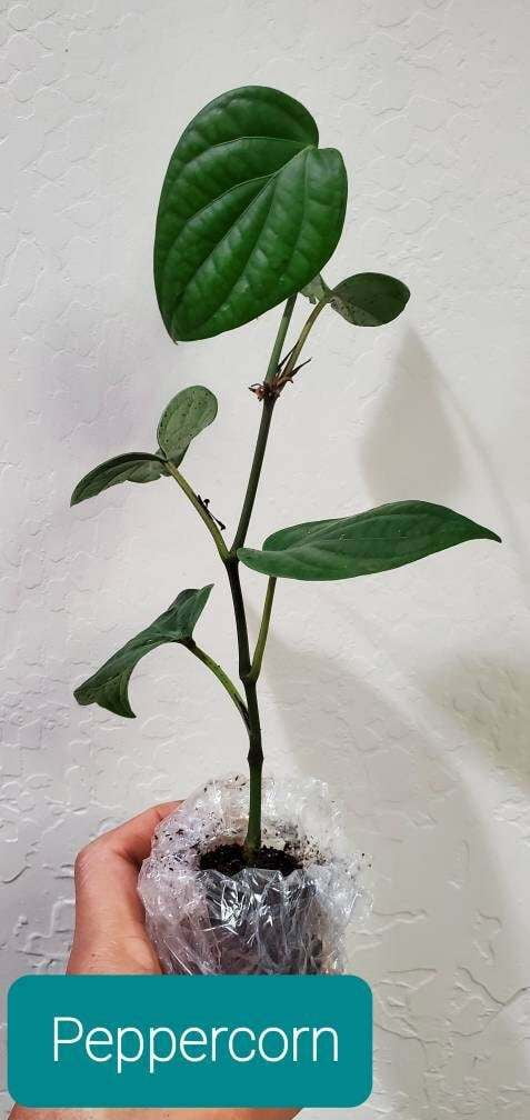 Pipali, Long Pepper - Walmart.com