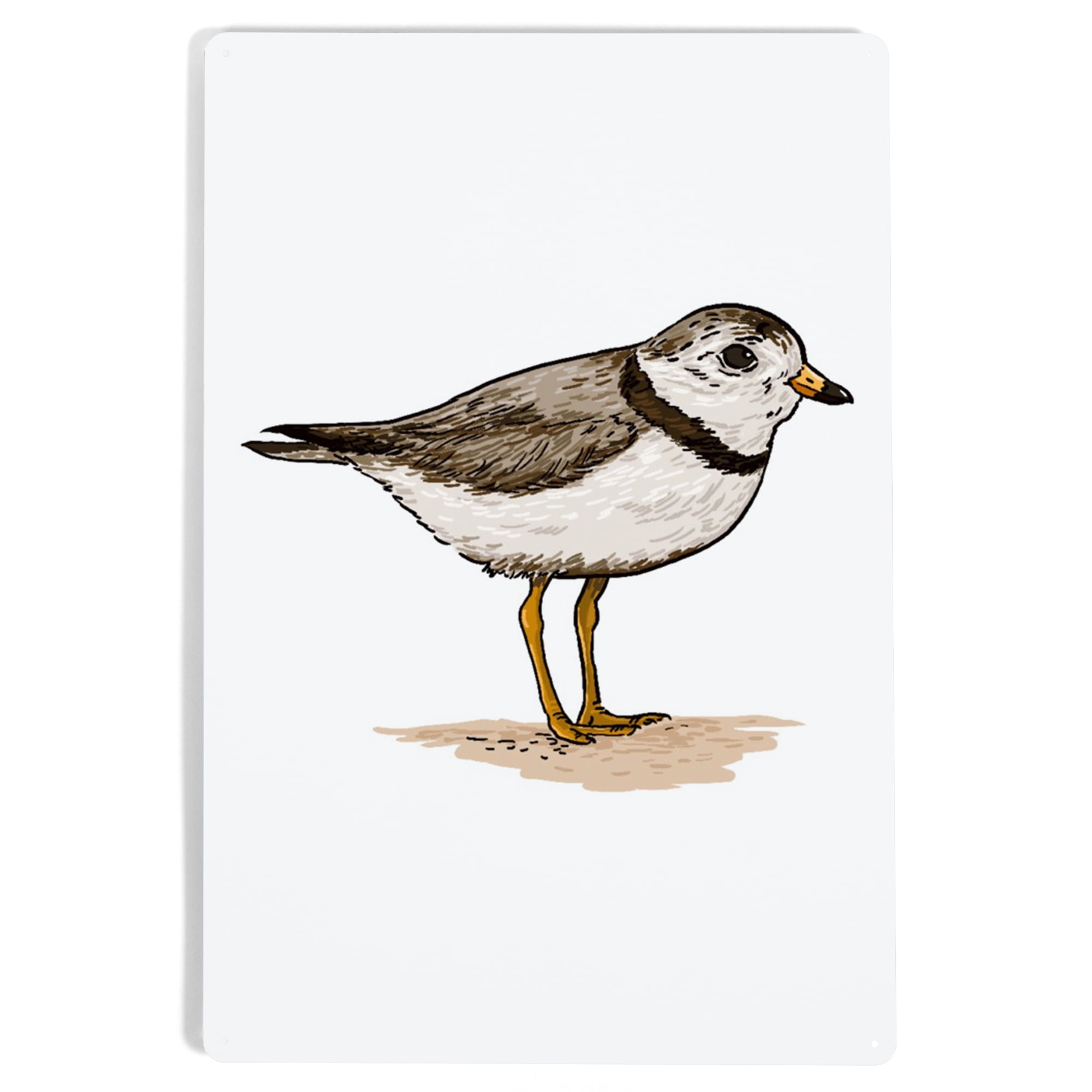 Piping Plover, Illustration (12x18 Aluminum Art, Indoor Outdoor Metal ...