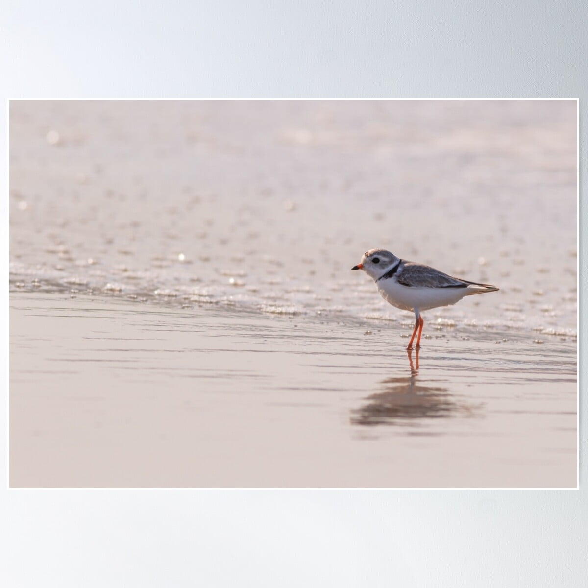 Piping Plover On The Beach In Early Morning Sunshine Poster Wall Art ...