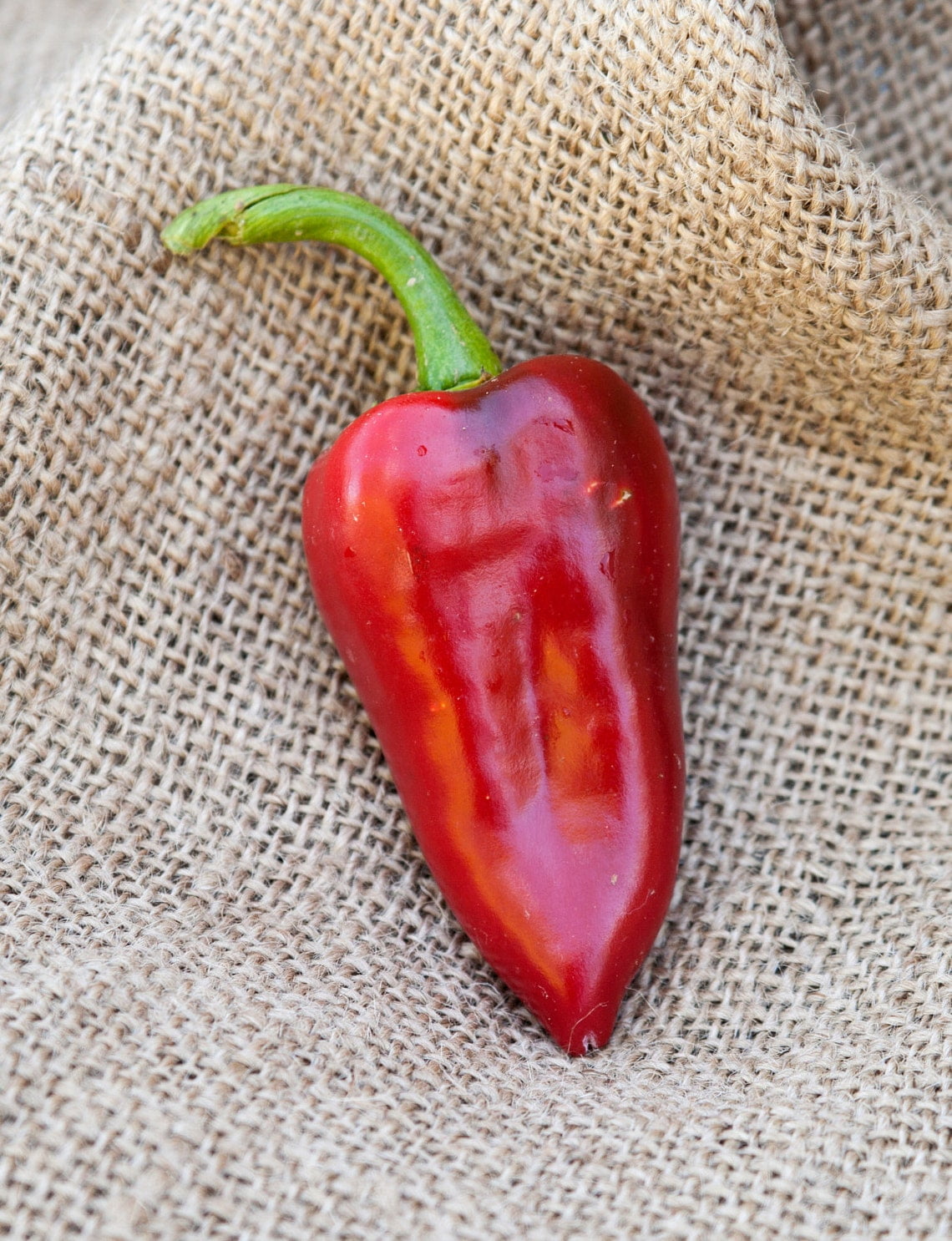 Unique Hot Piquillo Spanish Heirloom Pepper Premium Seeds Packet for ...