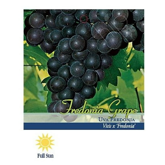 Pirtle Nursery 2049 Fredonia Grape Vine Plant #2, 1.5 gal. - Walmart.com
