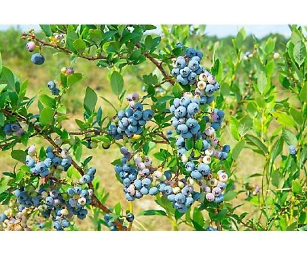 Pirtle Nursery 3648 Powder Blue Blueberry #2 Shrub, 1.5 gal. - Walmart.com
