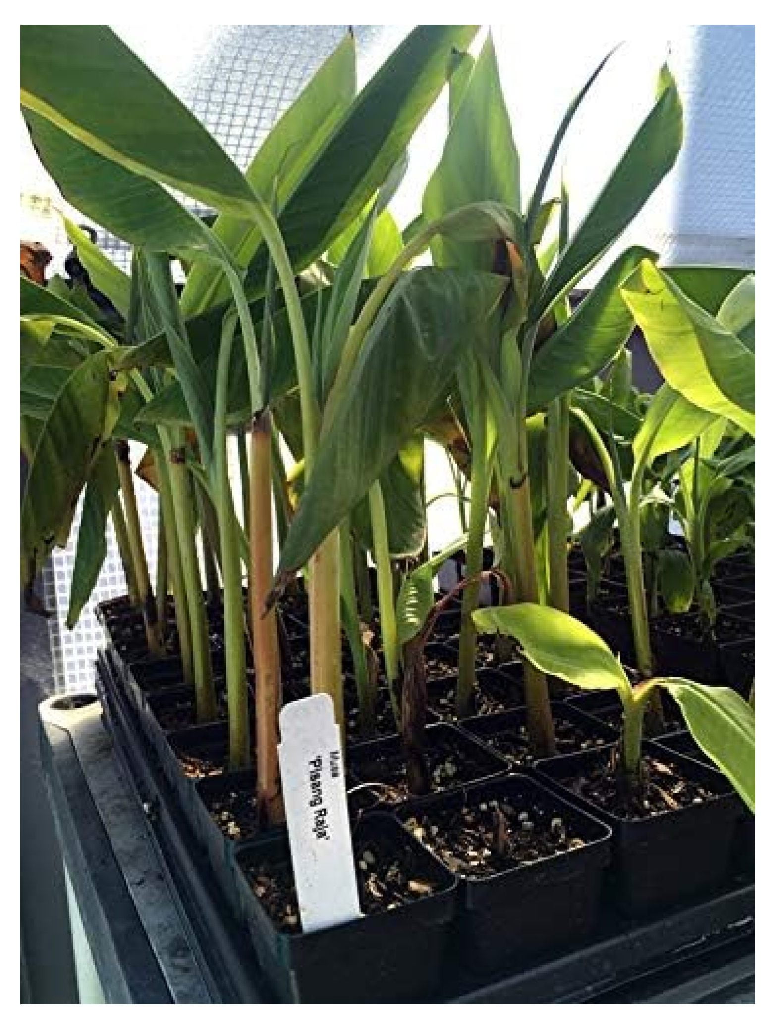 Pisang Raja Banana Plant - King of Bananas - Live Plant - Walmart.com