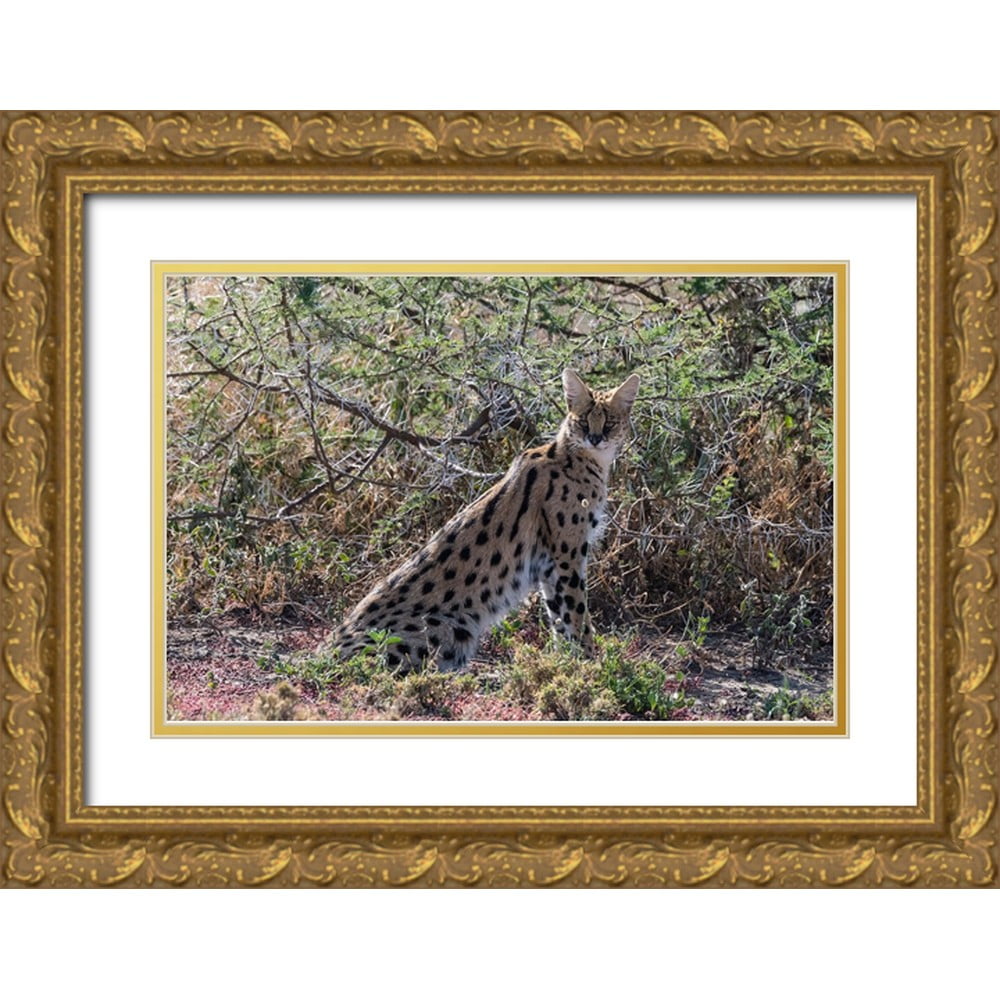 Pitamitz, Sergio 18x13 Gold Ornate Wood Framed with Double Matting ...