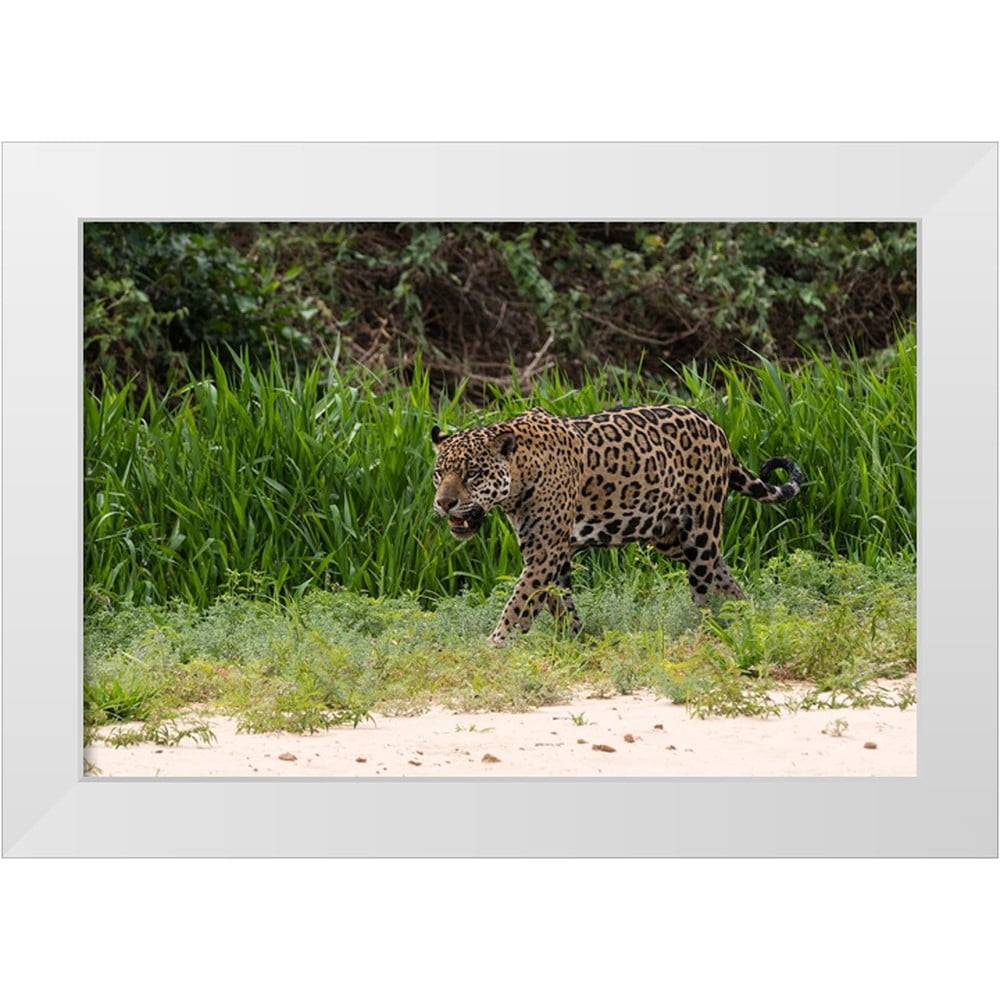 Pitamitz, Sergio 18x13 White Modern Wood Framed Museum Art Print Titled ...