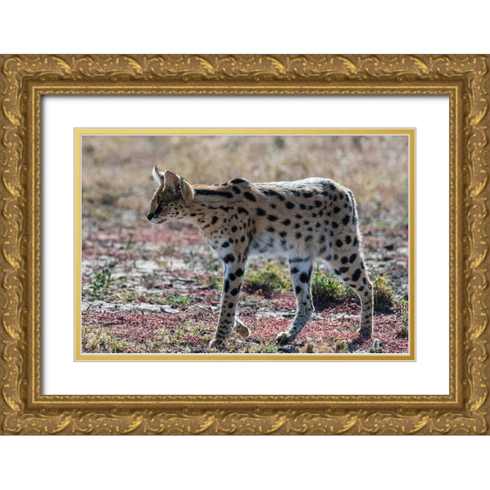 Pitamitz, Sergio 24x17 Gold Ornate Wood Framed with Double Matting ...