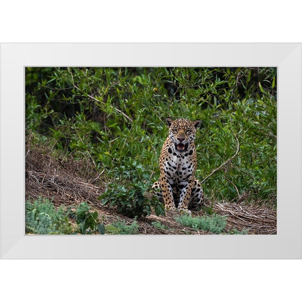 Pitamitz, Sergio 32x23 White Modern Wood Framed Museum Art Print Titled ...