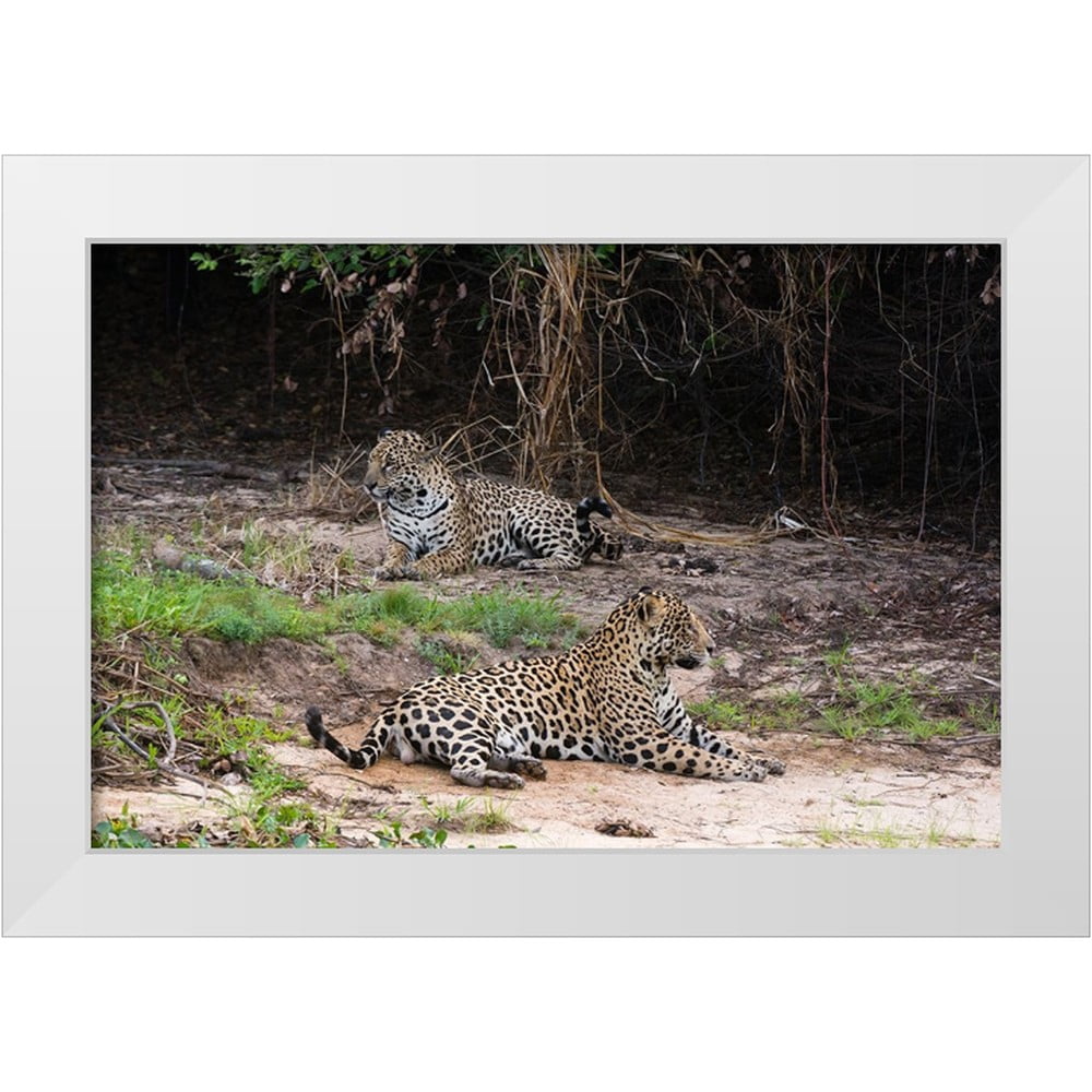 Pitamitz, Sergio 32x23 White Modern Wood Framed Museum Art Print Titled ...