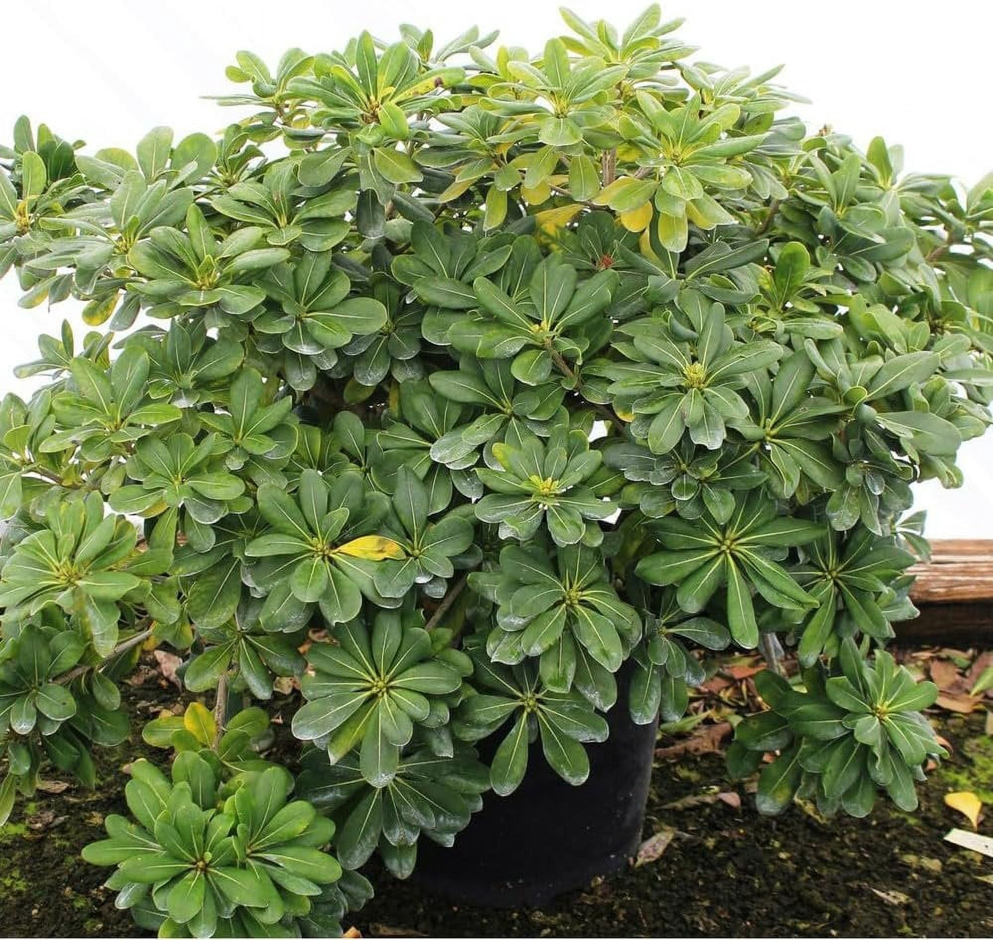 Pittosporum Green 1 Extra Large 3 Gallon Plant Pittosporum Tobira Lush ...