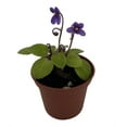 Pixie Blue Micro Miniature African Violet - 2.5" Pot - Violet Collector ...