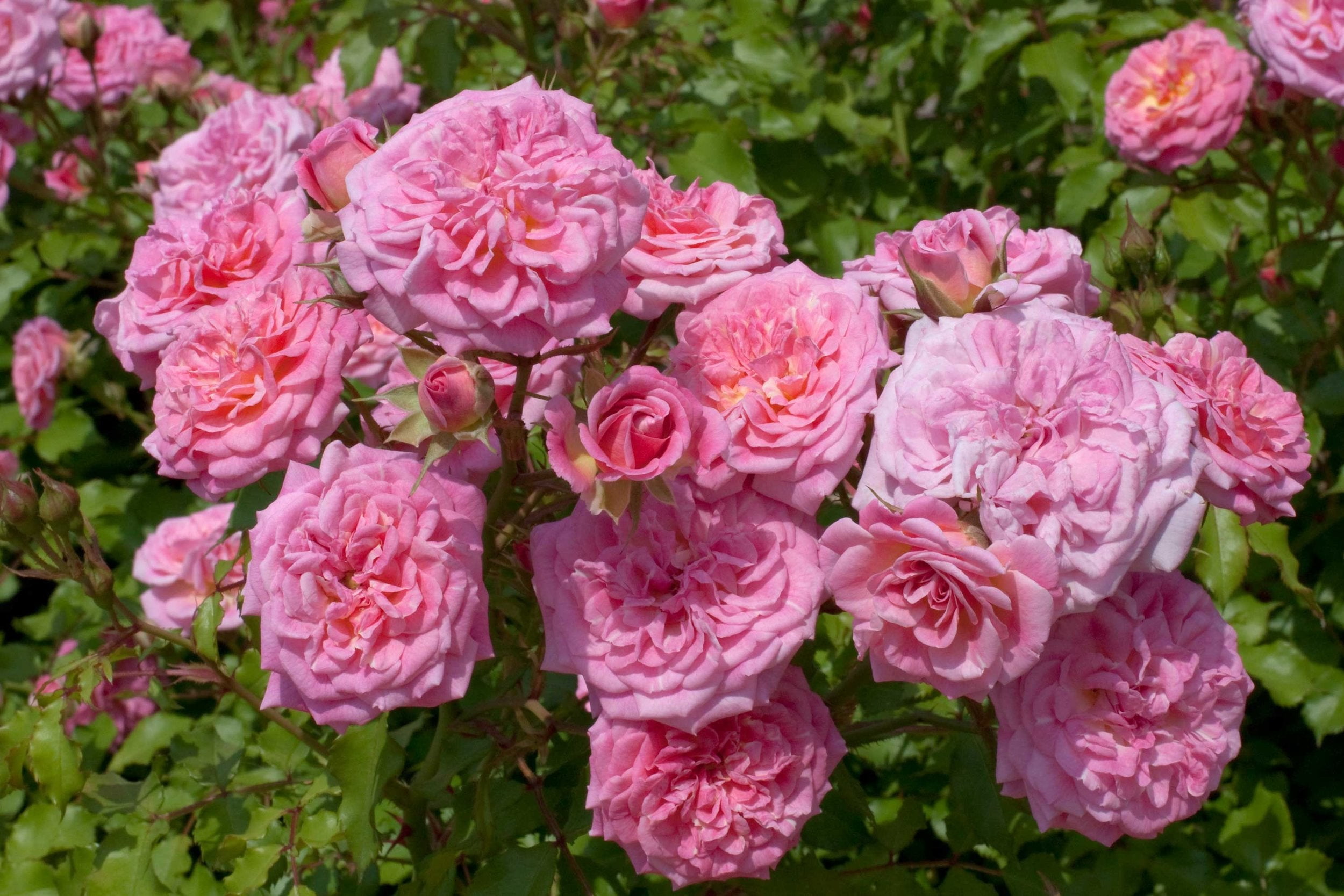 Pixies Gardens 1-2 ft Pink Dwarf Rose Live Plants in 1 Gallon Pots ...