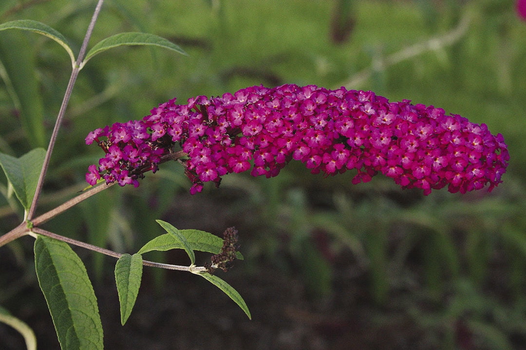 Pixies Gardens 1 Gallon-'Attraction' Butterfly Bush Darkish Purple Red ...
