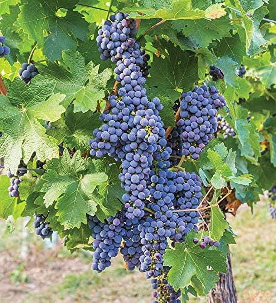 Pixies Gardens (2 Gallon Bare-Root) Seedless Grape Vine is A Blue ...