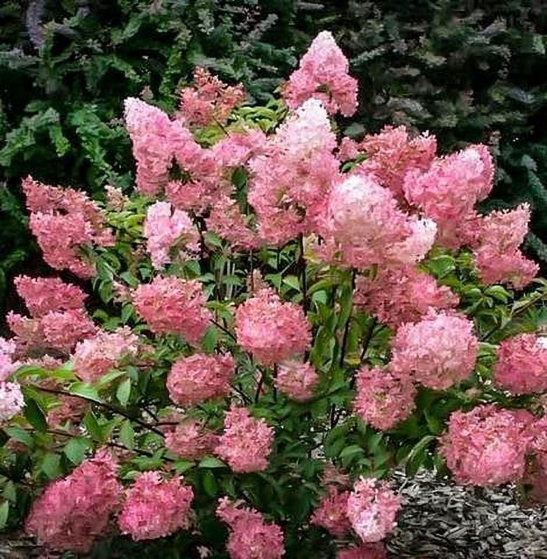 Pixies Gardens (5 Gallon) Compact Strawberry Sundae Hydrangea with ...