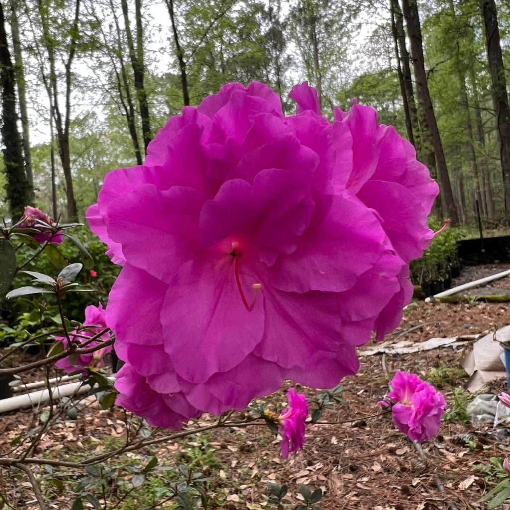 Pixies Gardens Amelia Rose Hybrid Azalea 1 Gallon - Walmart.com