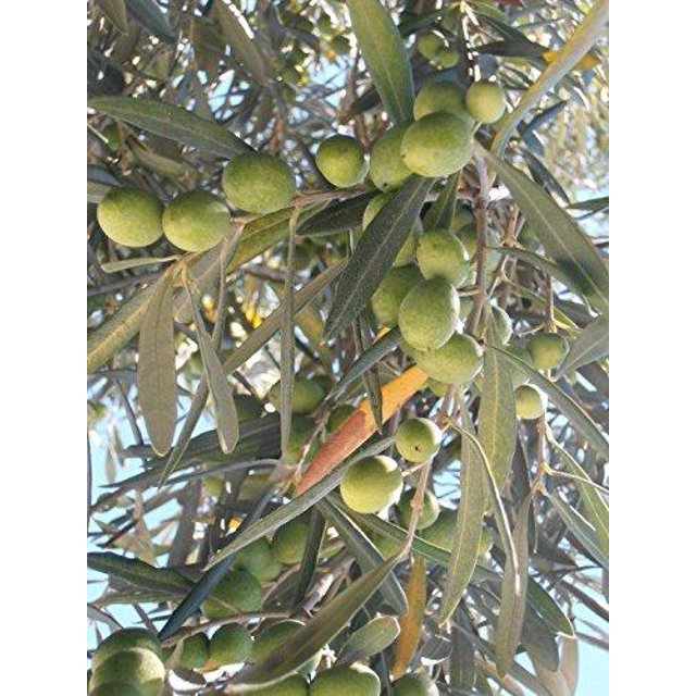 Pixies Gardens Arbequina Fruiting Olive, The Plant Will Produce Olive ...