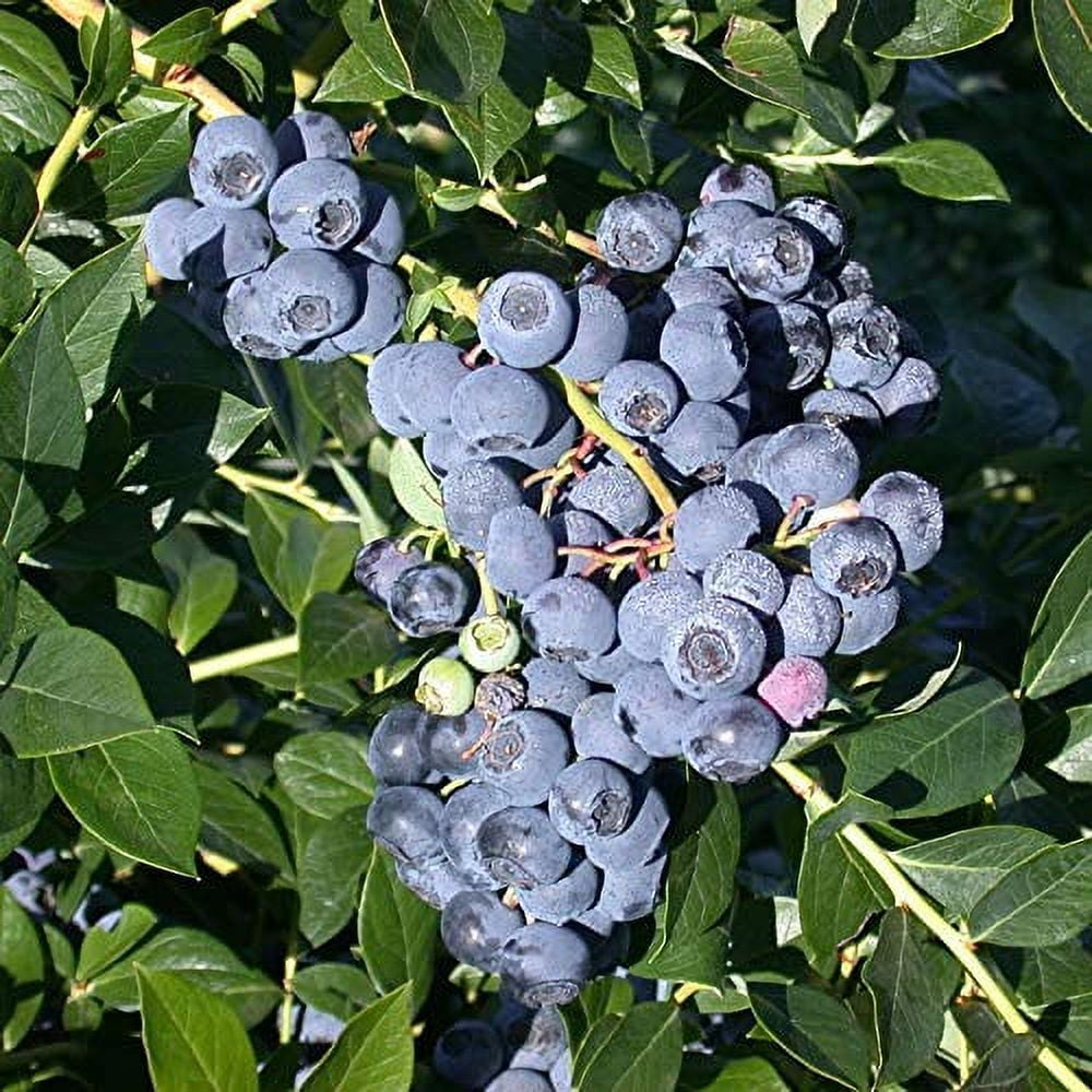Pixies Gardens Austin Blueberry Shrub, 2 Gallon - Walmart.com